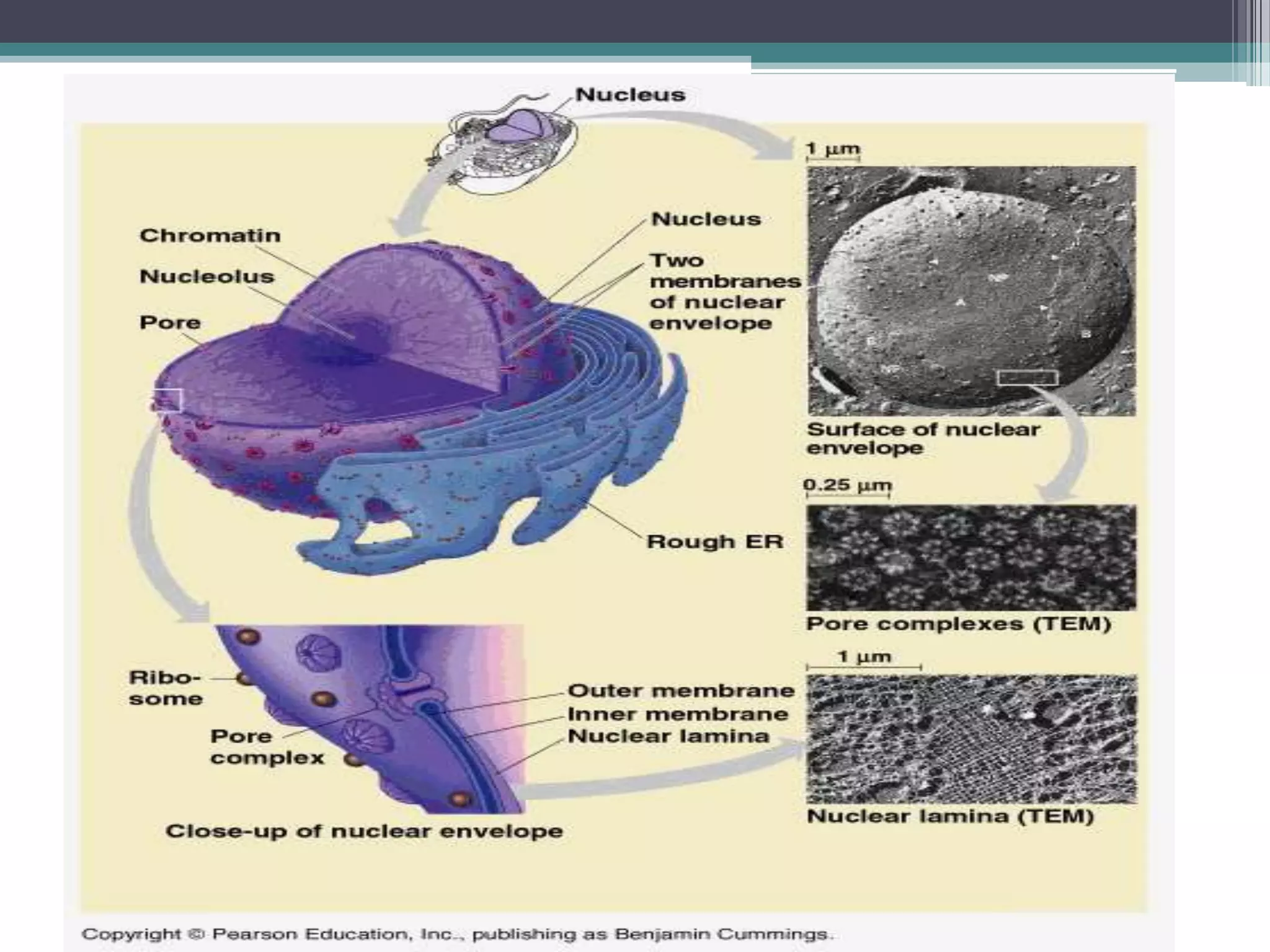 Introduction to cell organelles | PPTX