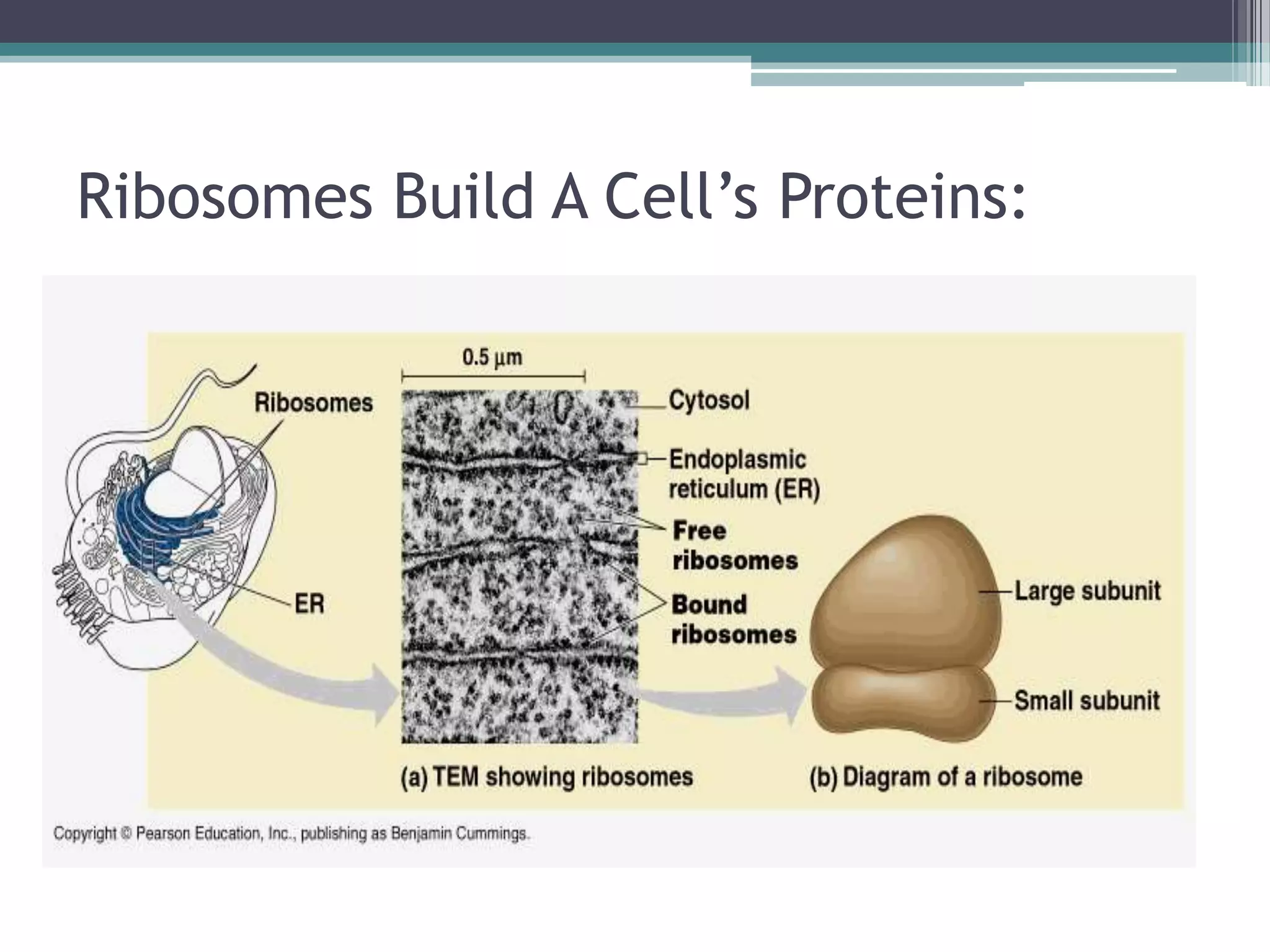 Introduction to cell organelles | PPTX