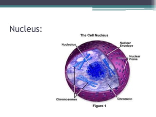 Introduction to cell organelles | PPTX