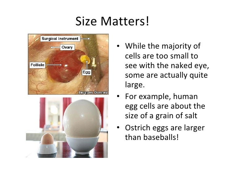 Introduction to cells