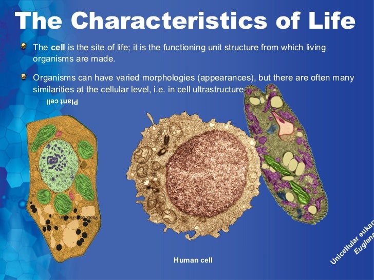 Introduction To Cells introduction-to-cells