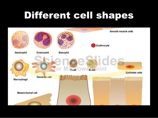 Introduction to cells