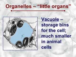 Introduction to Cells | PPT | Biological Sciences | Science