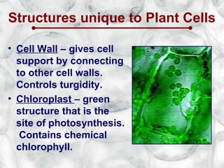Introduction to Cells | PPT | Biological Sciences | Science