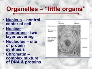 Introduction to Cells | PPT | Biological Sciences | Science