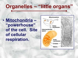 Introduction to Cells | PPT | Biological Sciences | Science