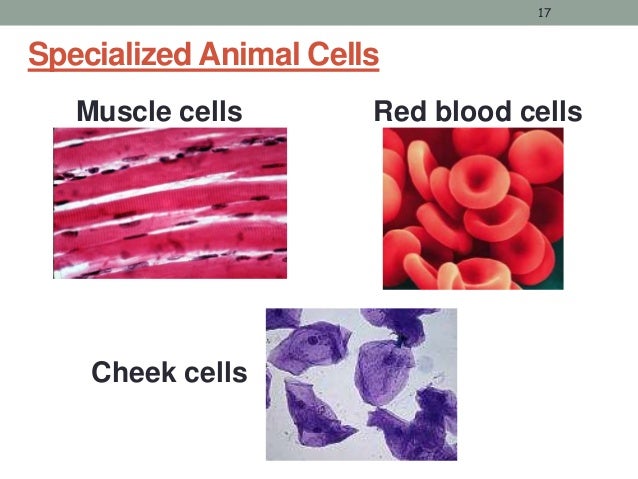 Cells and Cell Transports