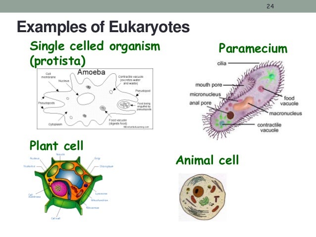 Cells and Cell Transports