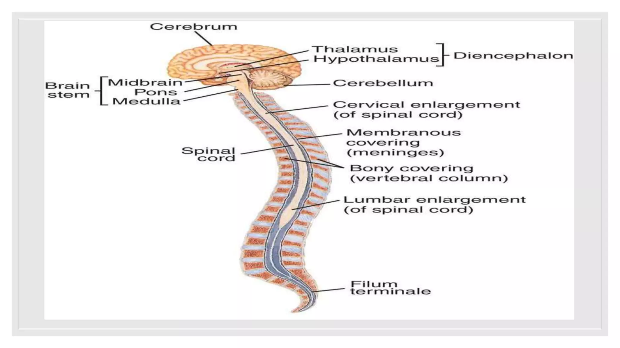Introduction to central nervous system – structure,.pptx