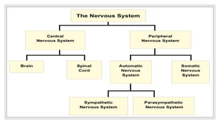 Introduction to central nervous system – structure,.pptx