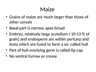 Introduction to cereals : Anatomy, Composition | PPT