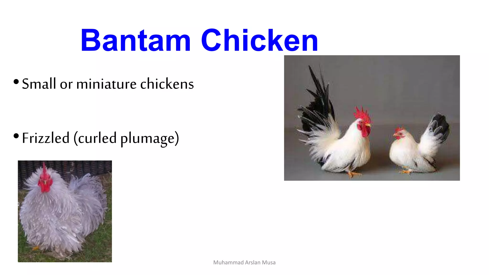 Introduction to Chicken | PPSX