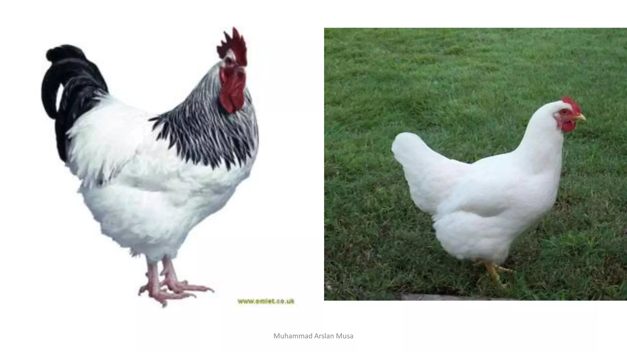 Introduction to Chicken | PPSX