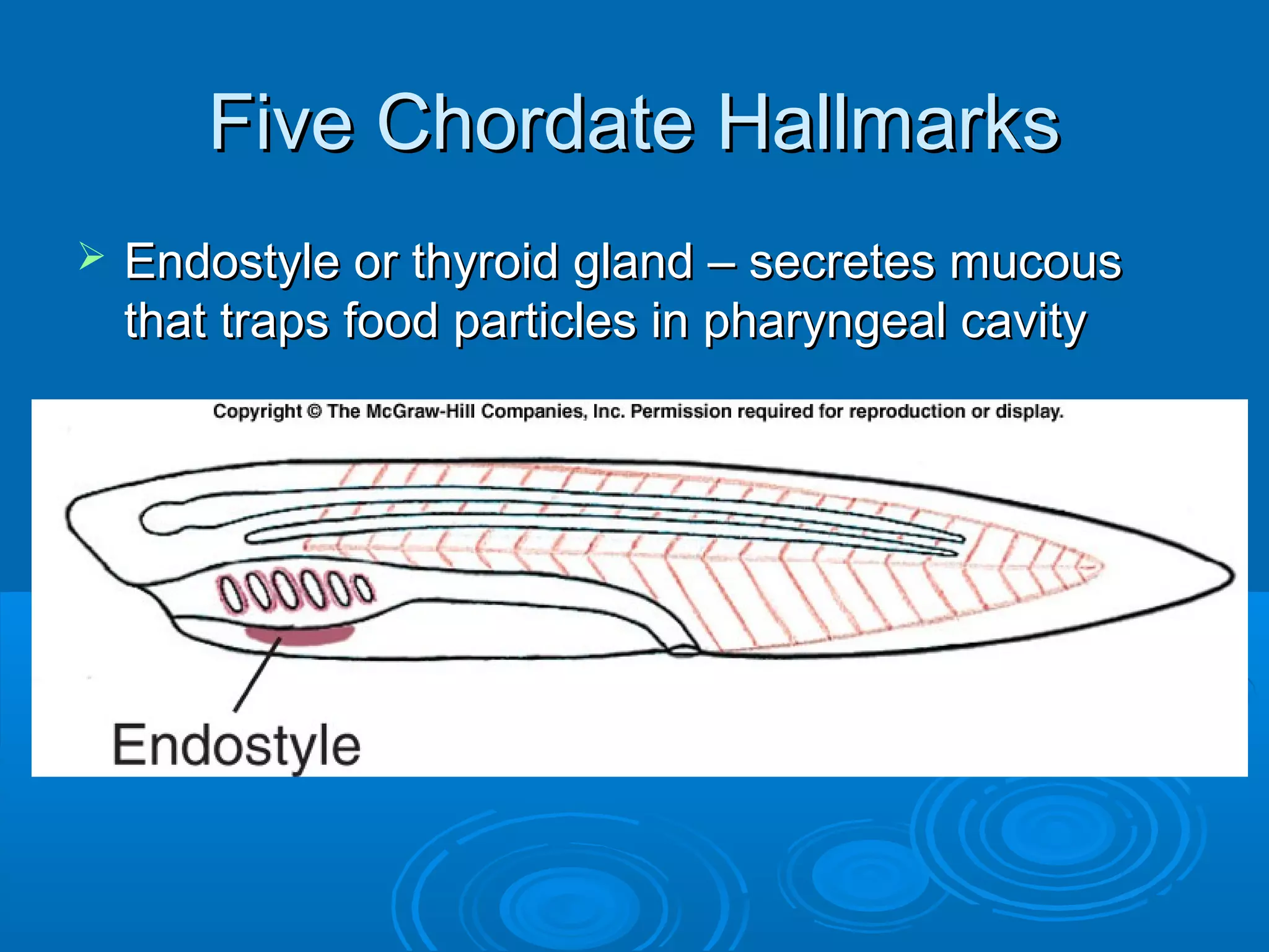 Introduction to chordates for msc zoology | PPT