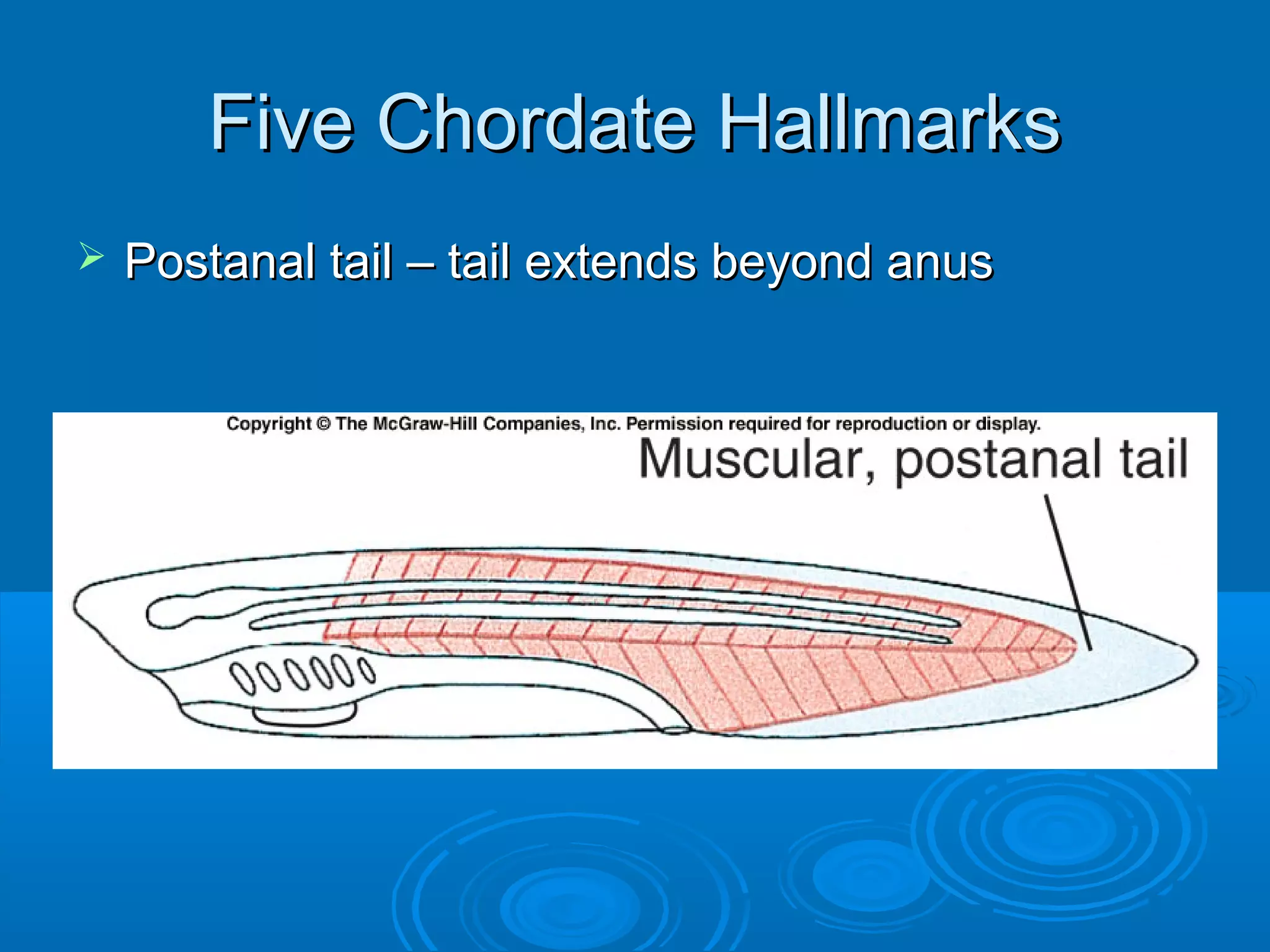 Introduction to chordates for msc zoology | PPT