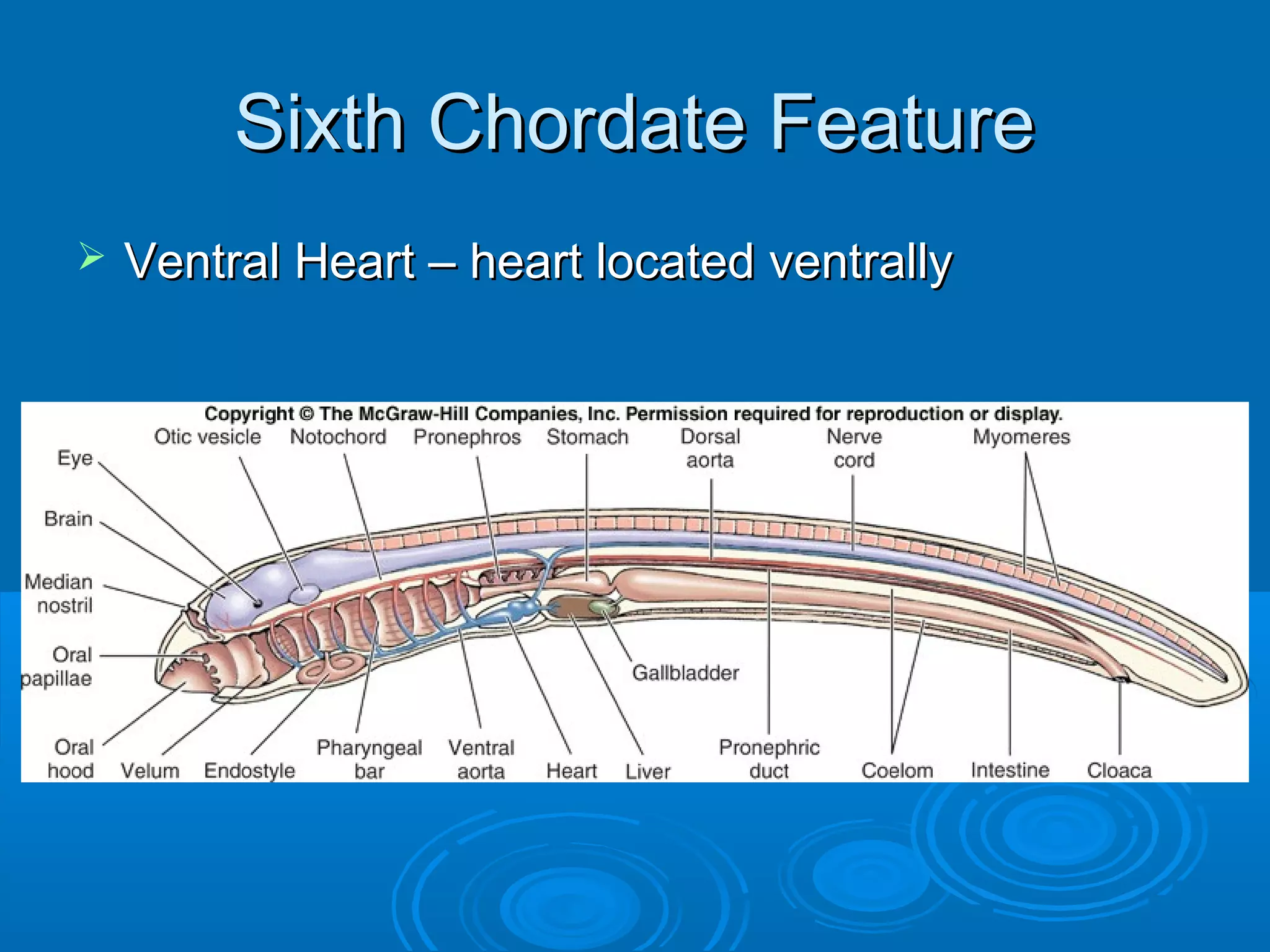 Introduction to chordates for msc zoology | PPT