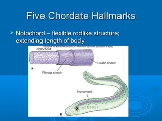 Introduction to chordates for msc zoology | PPT