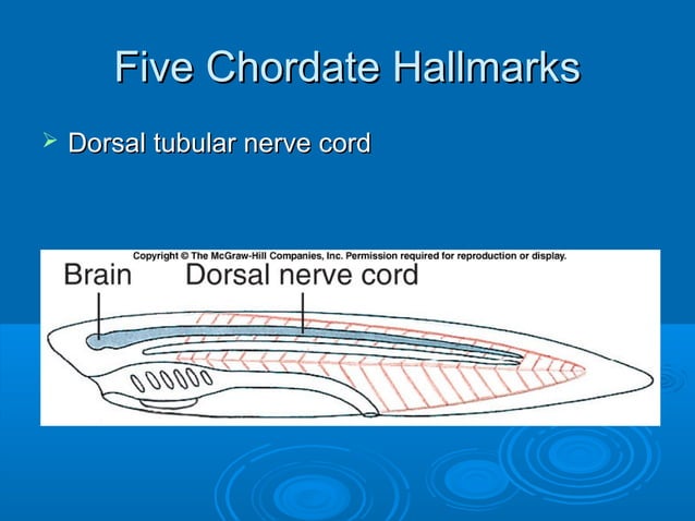 Introduction to chordates for msc zoology | PPT