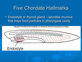 Introduction to chordates for msc zoology | PPT