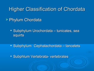 Introduction to chordates for msc zoology | PPT