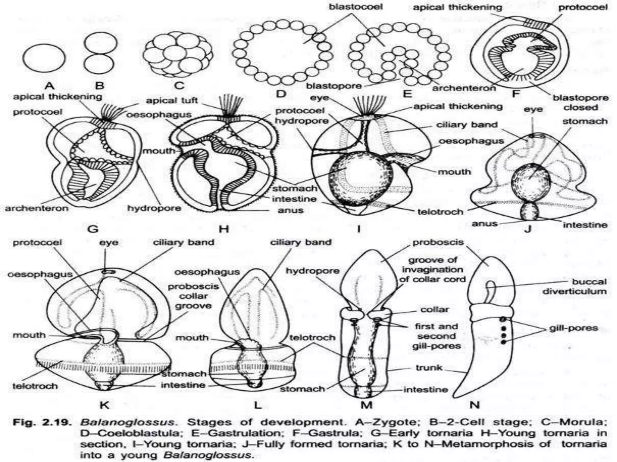 Introduction to chordates.pptx