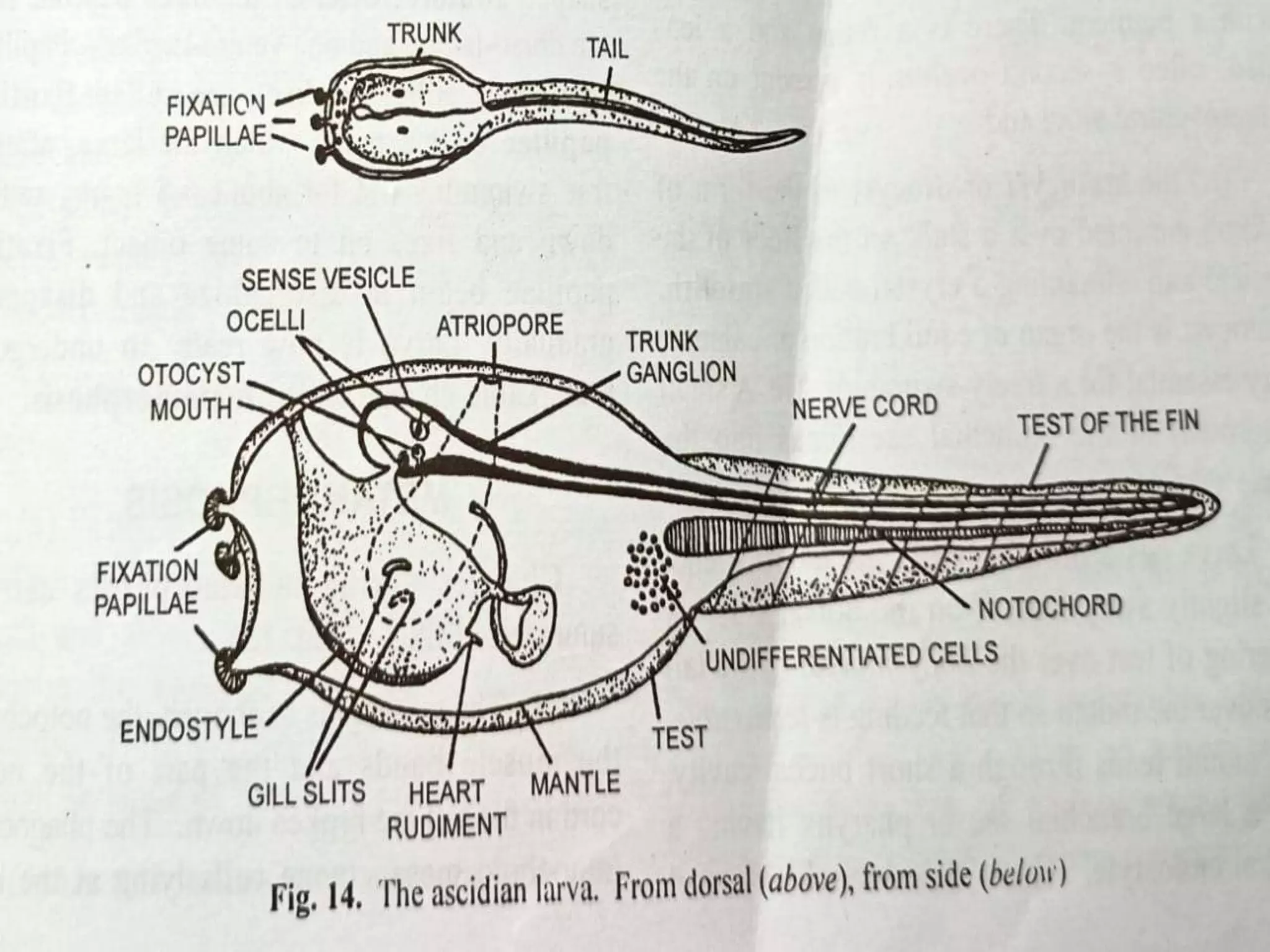 Introduction to chordates.pptx