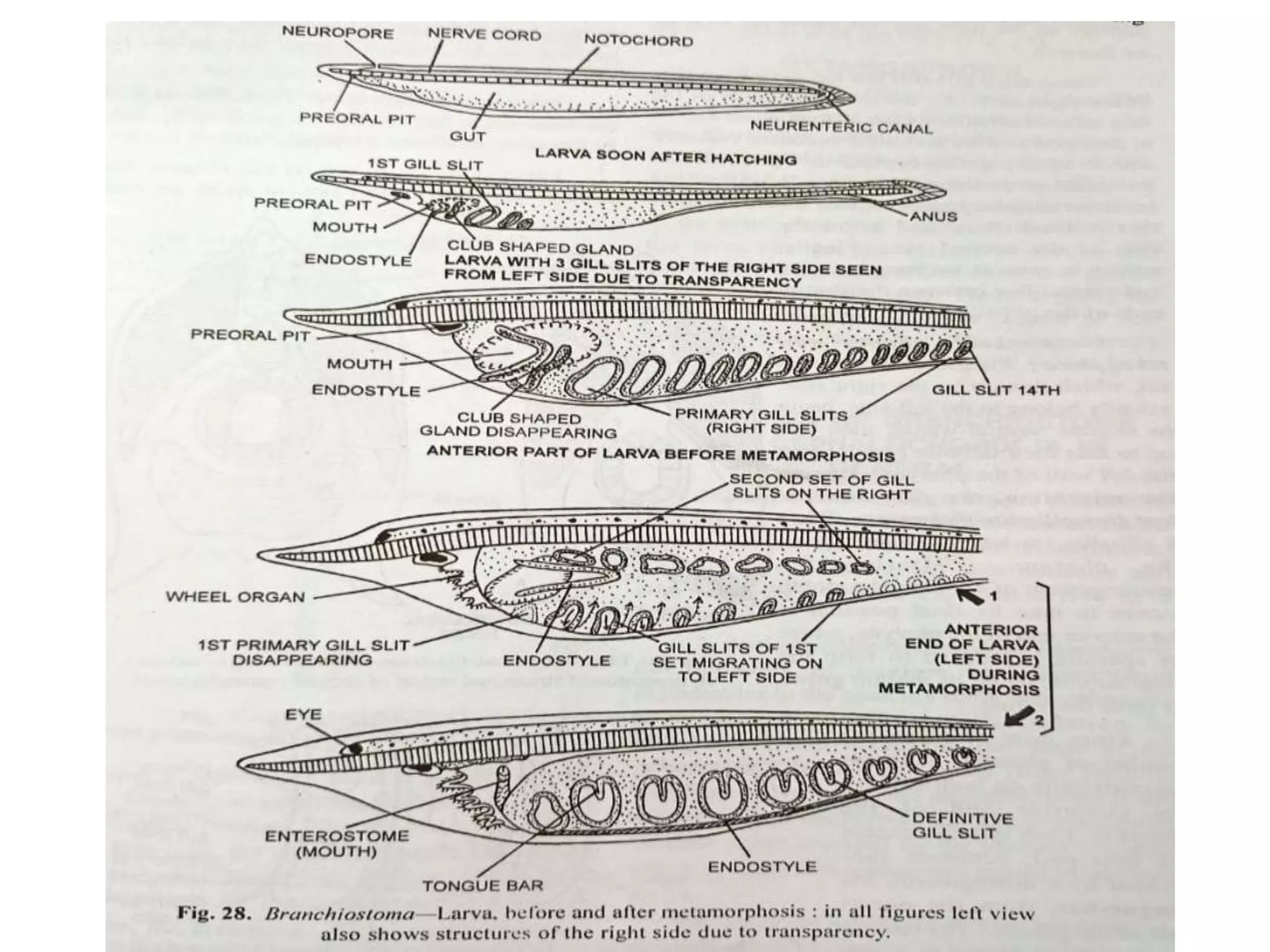 Introduction to chordates.pptx