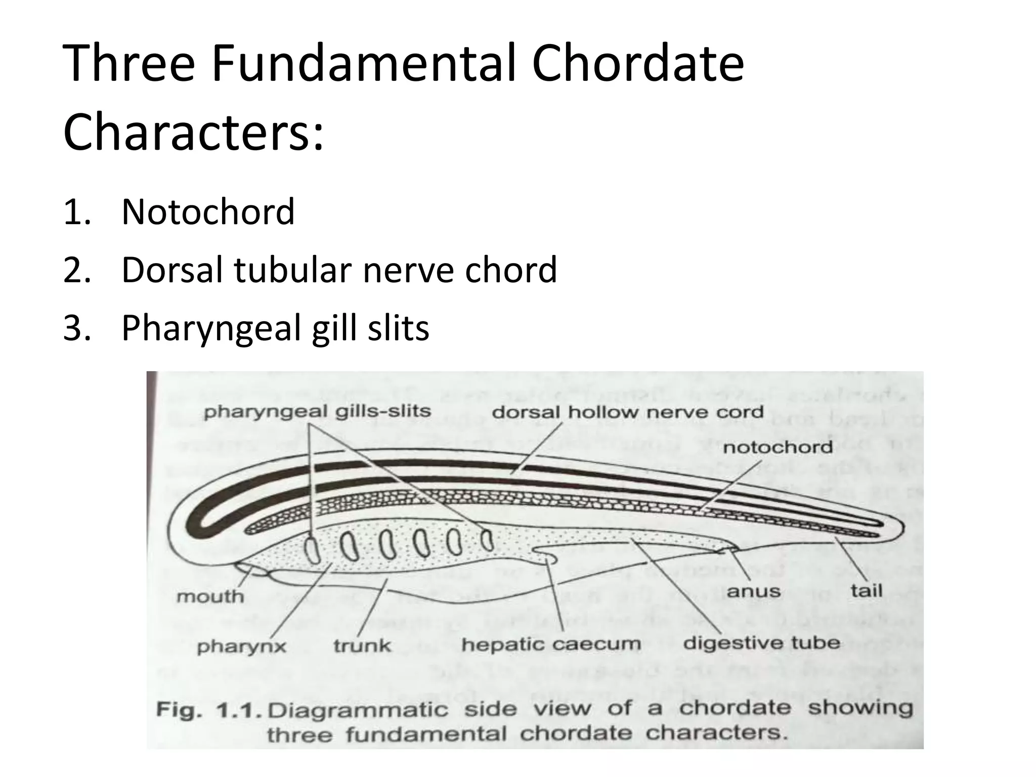 Introduction to chordates.pptx