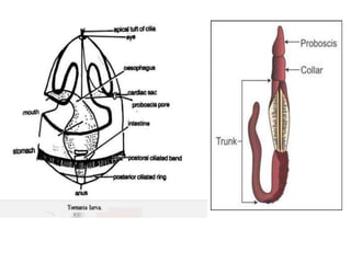 Introduction to chordates.pptx