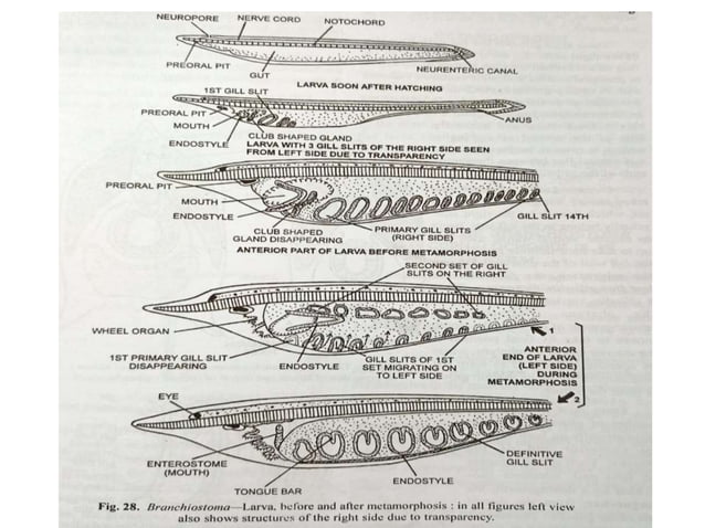 Introduction to chordates.pptx