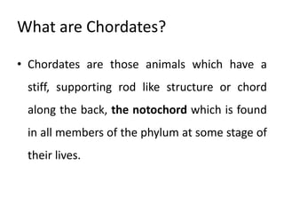 Introduction to chordates.pptx