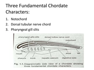 Introduction to chordates.pptx