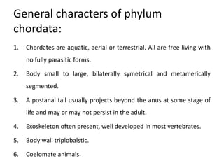 Introduction to chordates.pptx