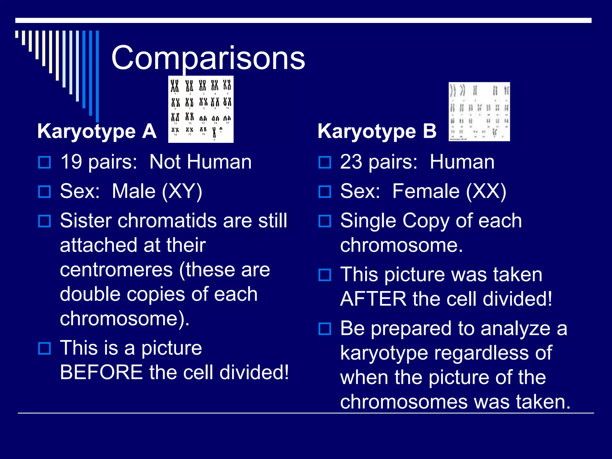 Introduction to chromosomes | PPTX