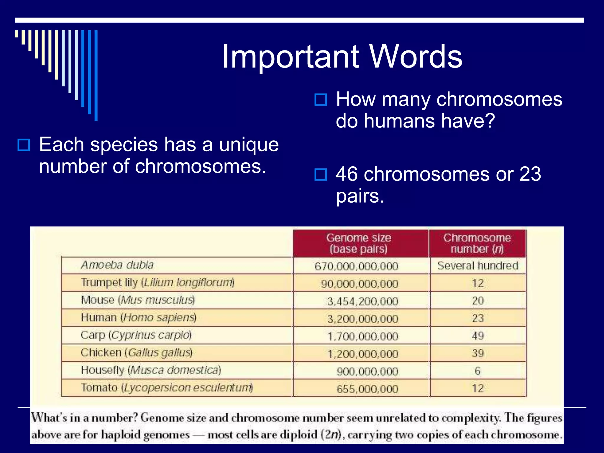 Introduction to chromosomes | PPTX
