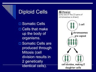 Introduction to chromosomes | PPTX