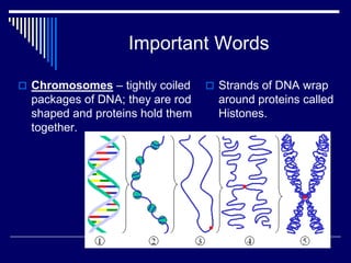 Introduction to chromosomes | PPTX