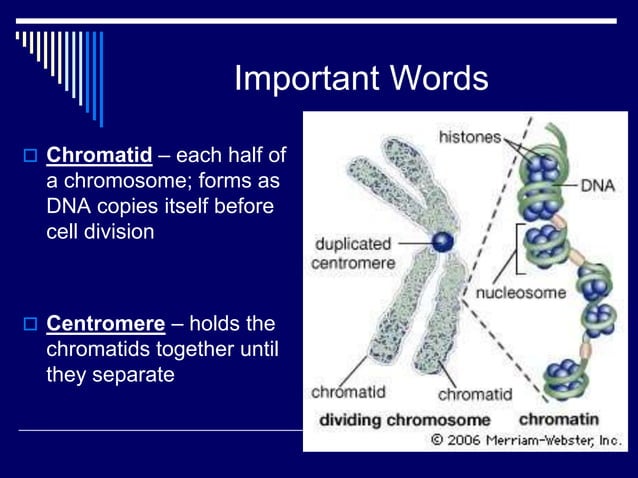 Introduction to chromosomes | PPTX