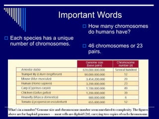 Introduction to chromosomes | PPTX
