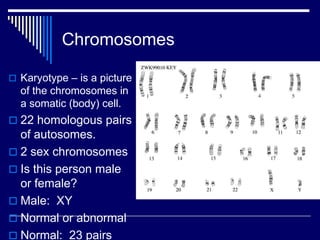 Introduction to chromosomes | PPTX