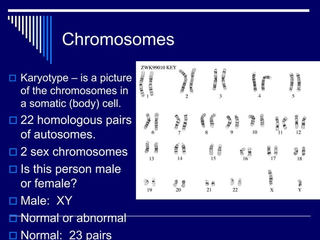 Introduction to chromosomes | PPTX