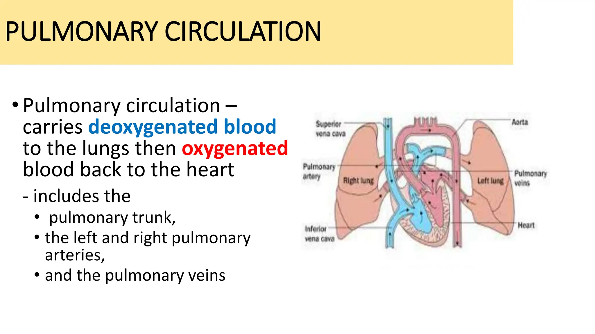 introduction to circulatory system.pptx by DR SHAZIA SUKHEIRA | PPTX