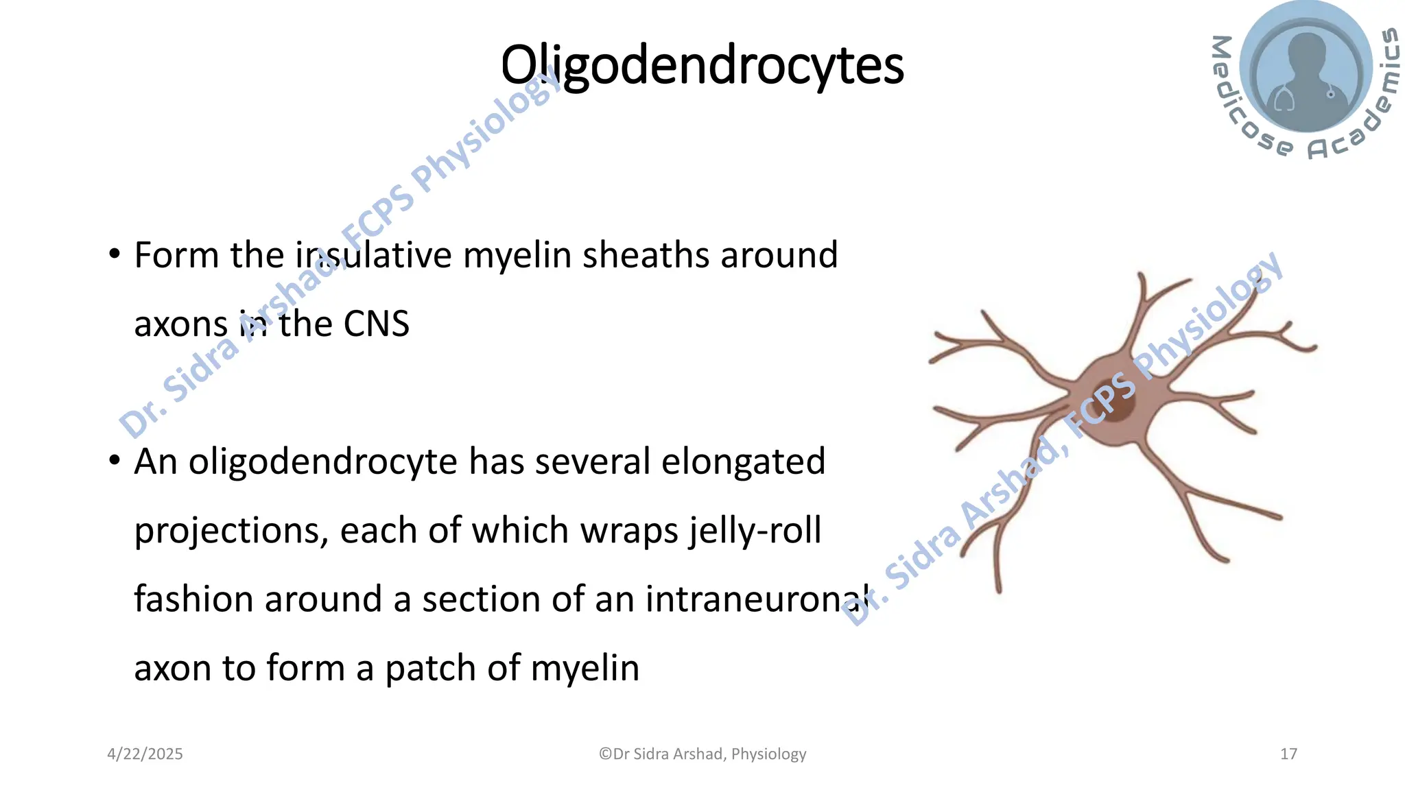 Introduction to the Physiology of Central Nervous System | PDF