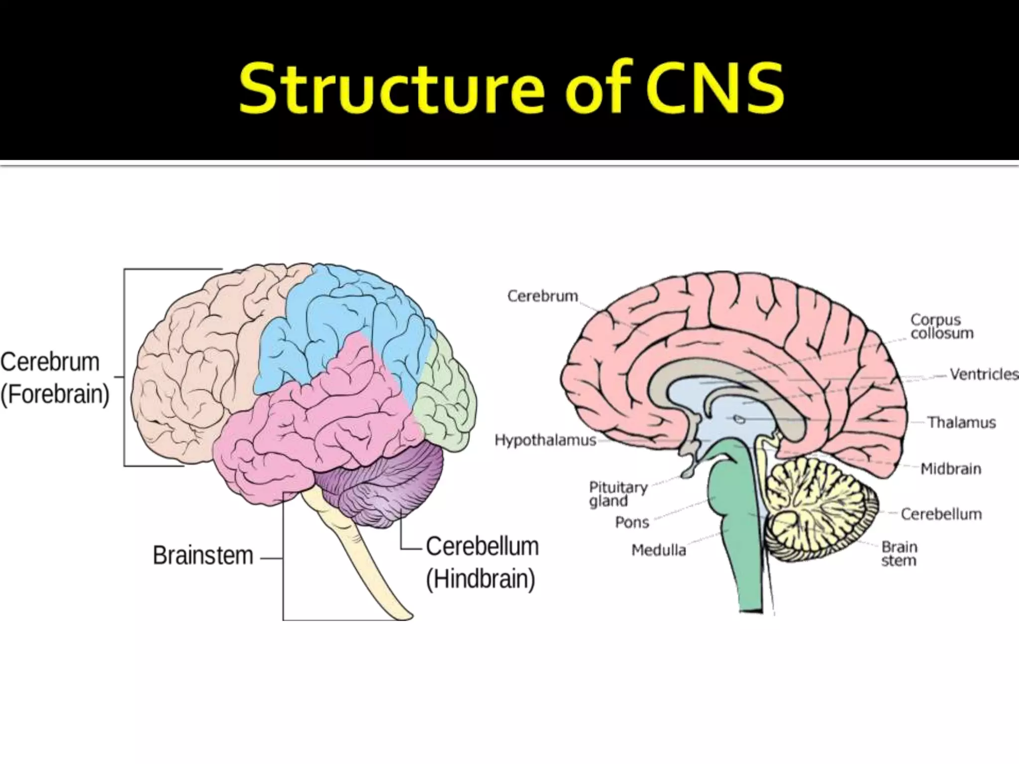Introduction to cns dr.neha