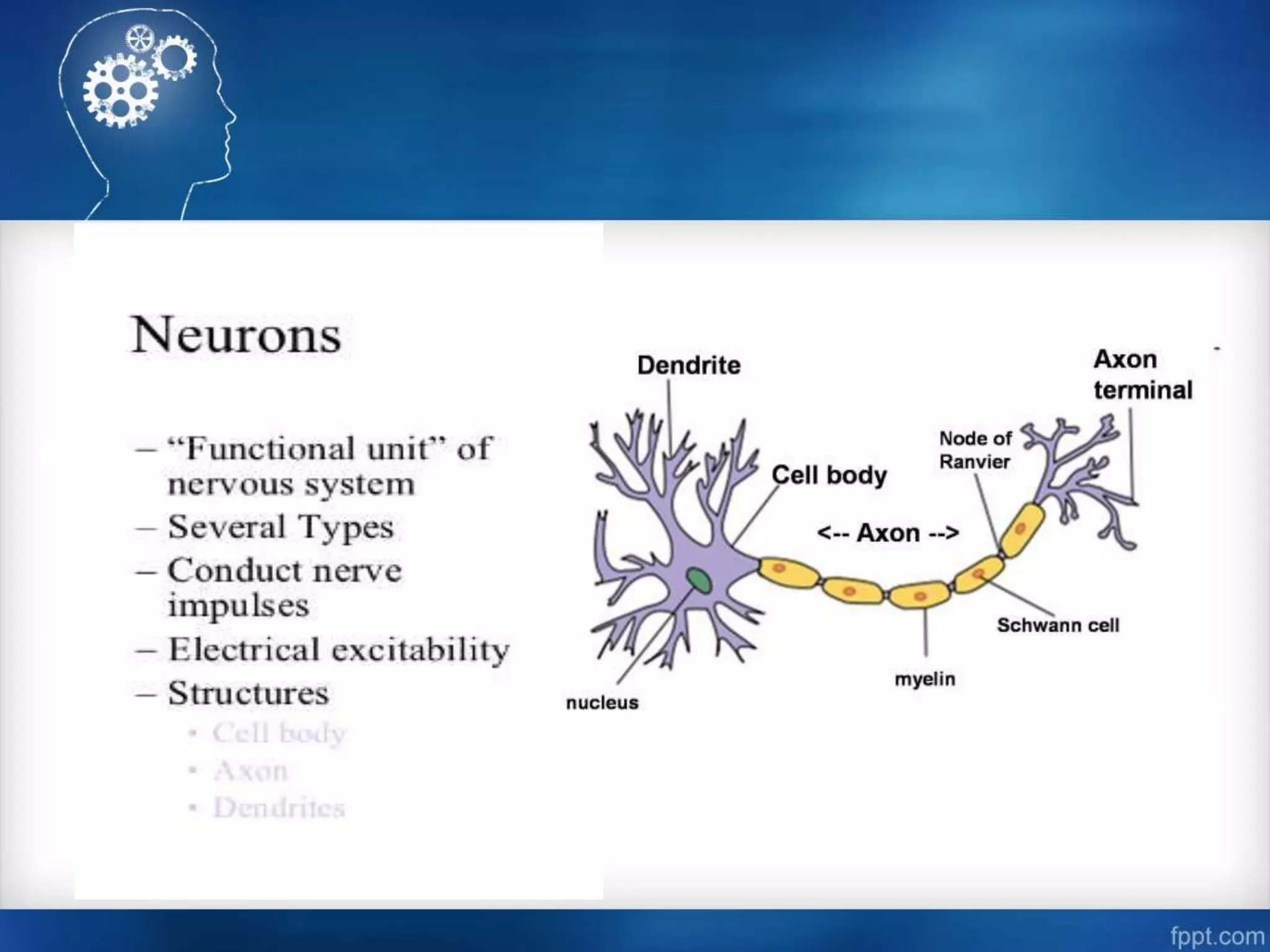 Introduction to cns pharmacology | PPTX