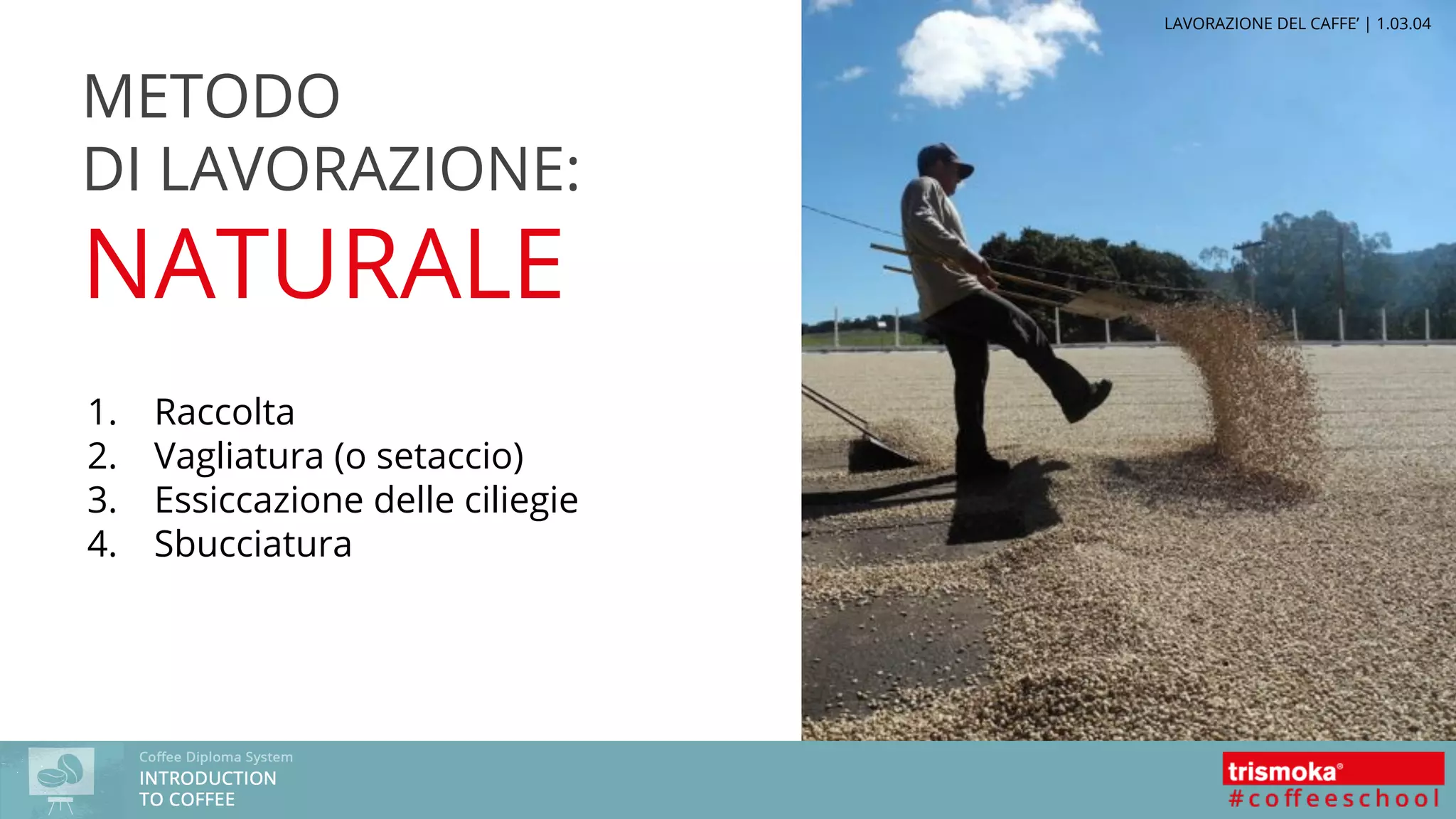 Coffee Diploma System: Introduction to coffee (2/2) | PDF