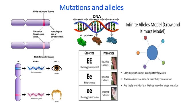 Introduction to conservation genetics and genomics | PPTX | Genetics | Science