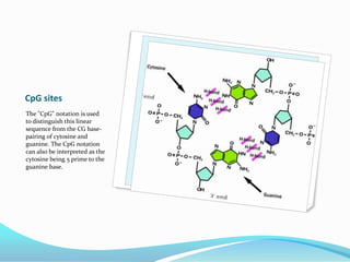 Introduction to CpG island power point presentation | PPTX