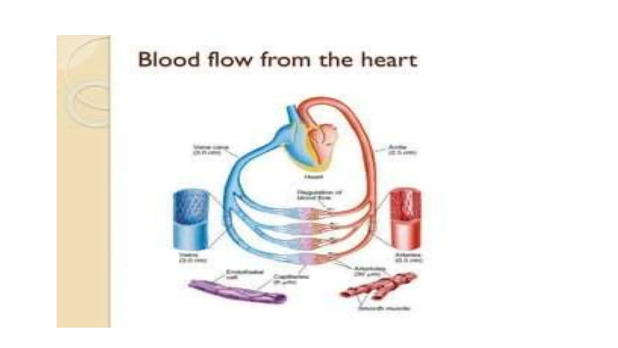 Introduction to CVS and Physiology of Heart‌.pptx