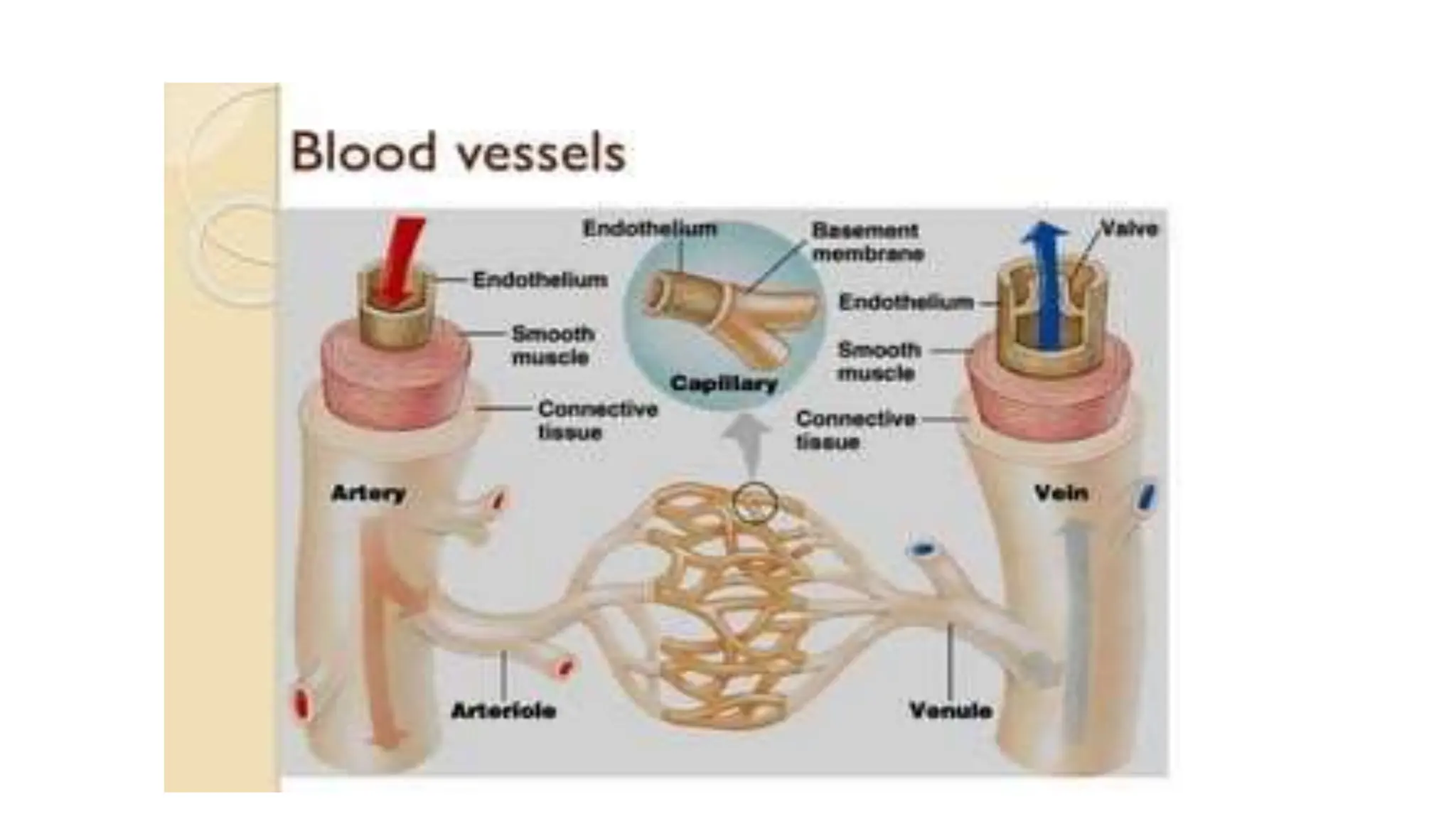 Introduction to CVS and Physiology of Heart‌.pptx
